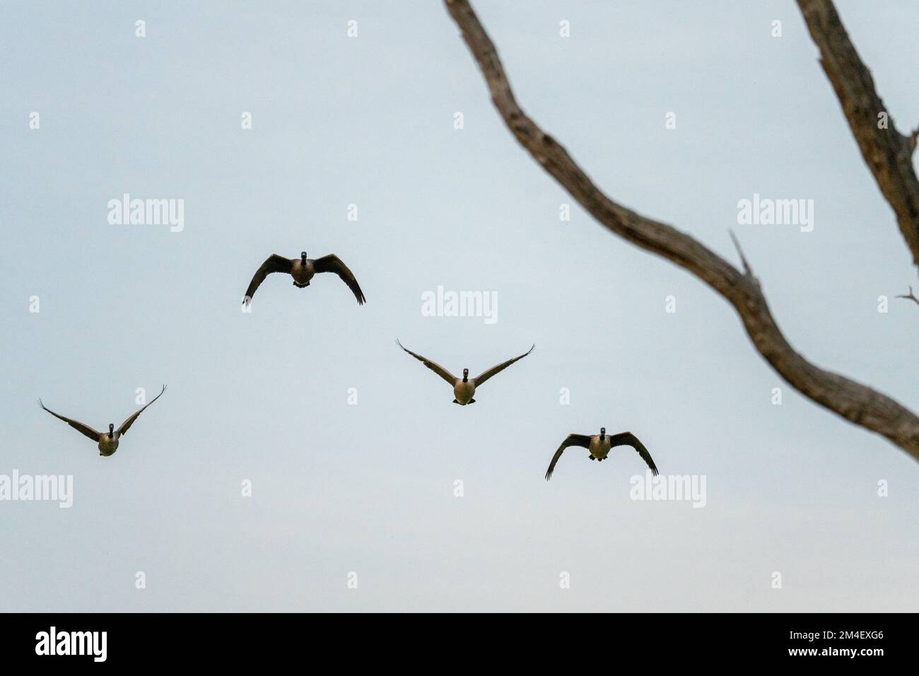 A view of beautiful geese flying in a cloudy sky during sunset Stock ...