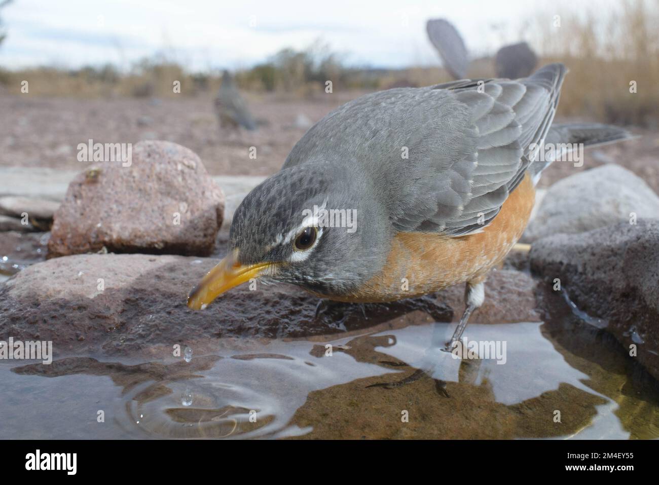 American Robin, Socorro county, New Mexico, USA Stock Photo - Alamy