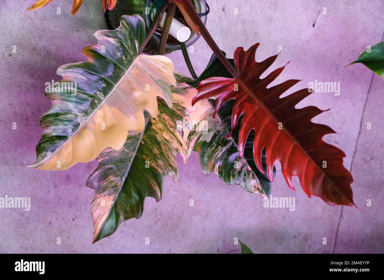 Stunning color and variegated leaves of Philodendron Caramel Marble, a ...