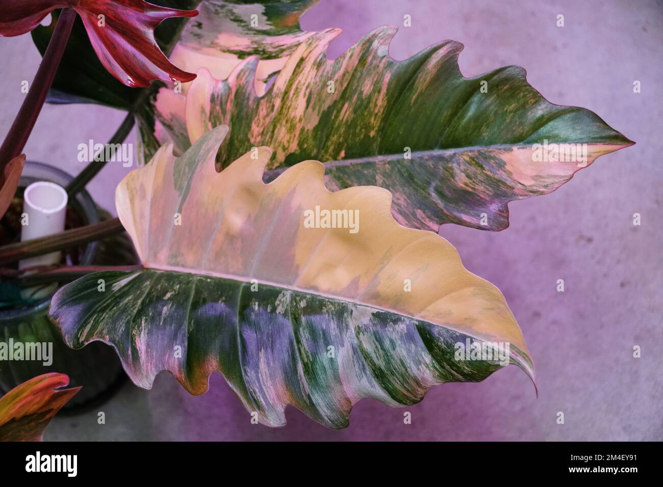 Stunning color and variegated leaves of Philodendron Caramel Marble, a ...