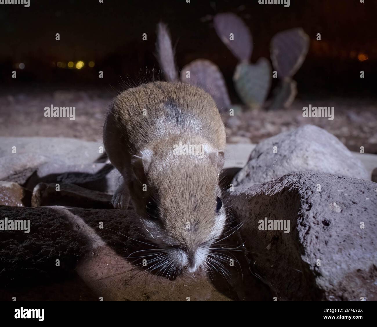 Kangaroo rat mexico hi-res stock photography and images - Alamy
