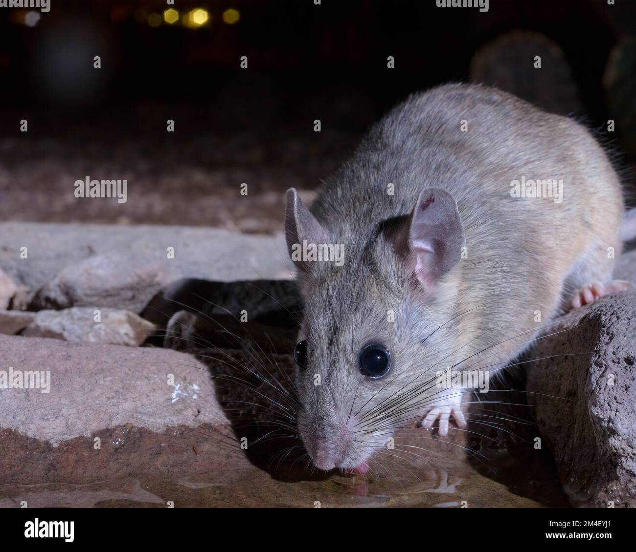 Woodrat mexico hi-res stock photography and images - Alamy