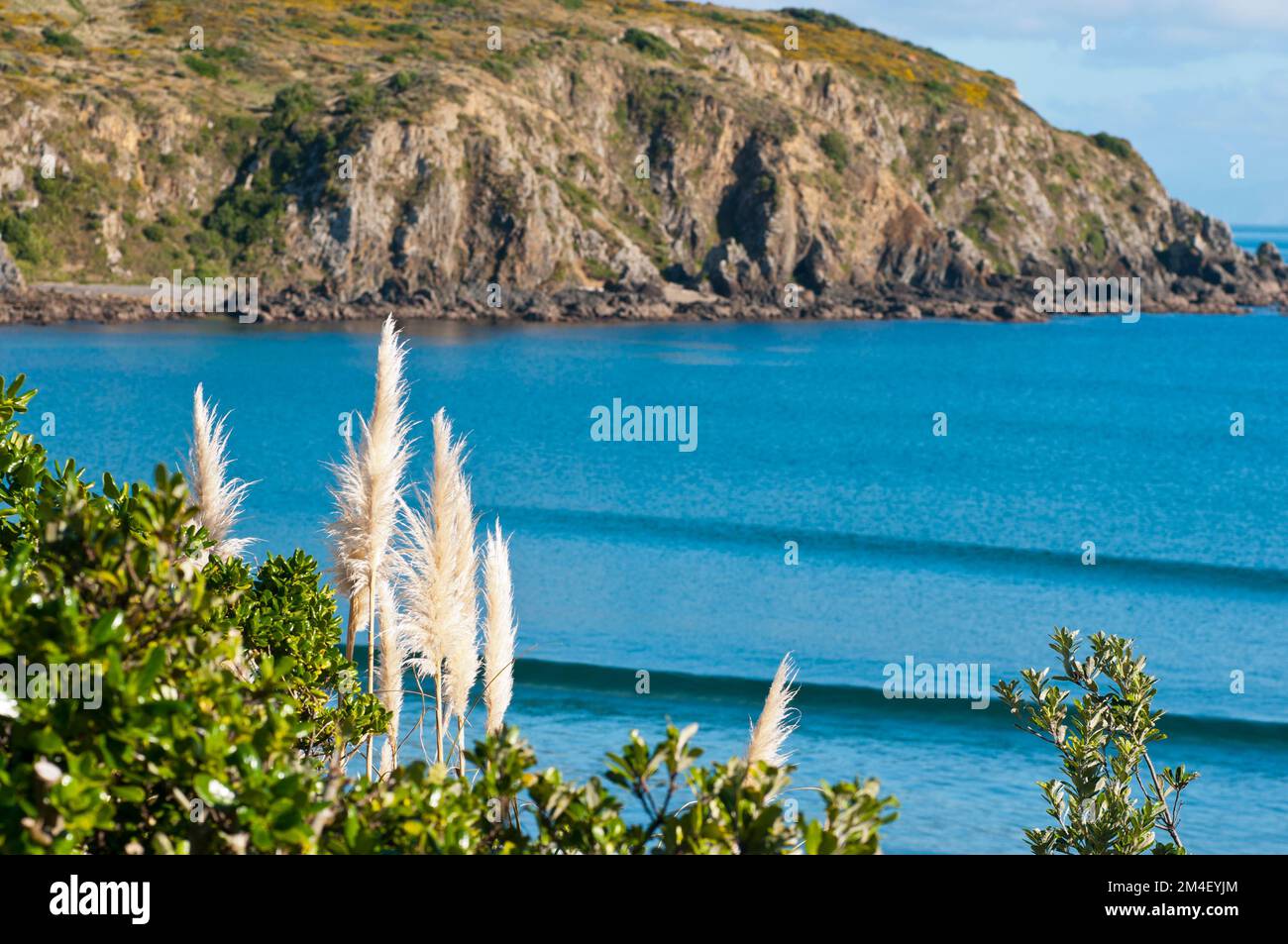 A natural view of toitoi grasses at Titahi Bay in Wellington, New ...