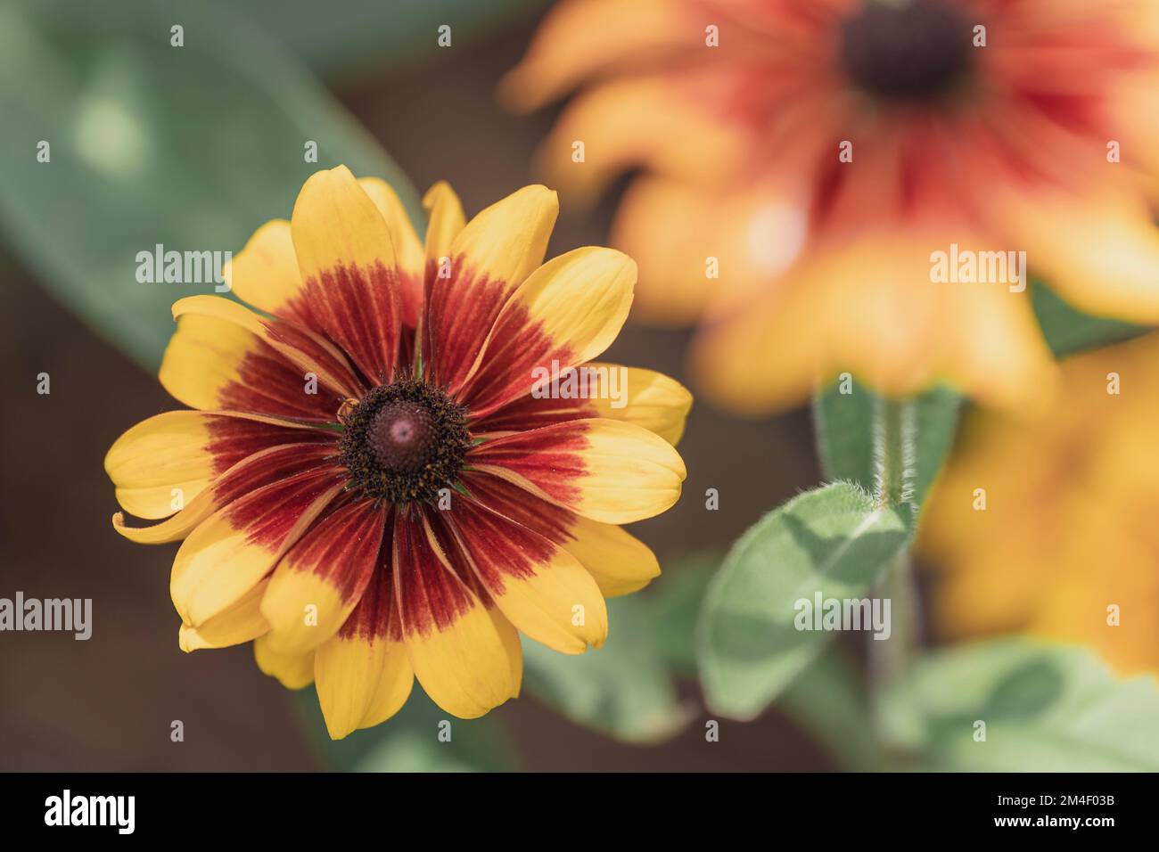 A closeup shot of beautiful Rudbeckia flower in bloom against blur ...