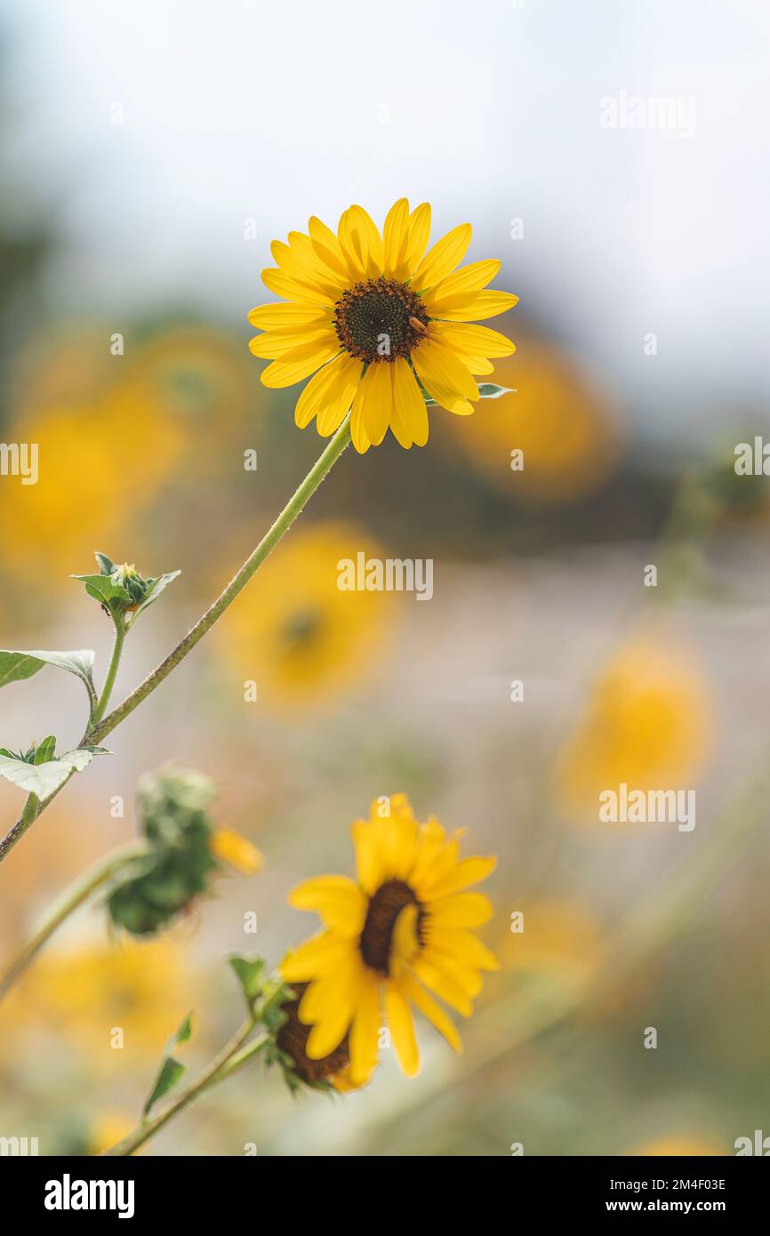 A vertical shot of beautiful sunflowers in bloom against blur ...