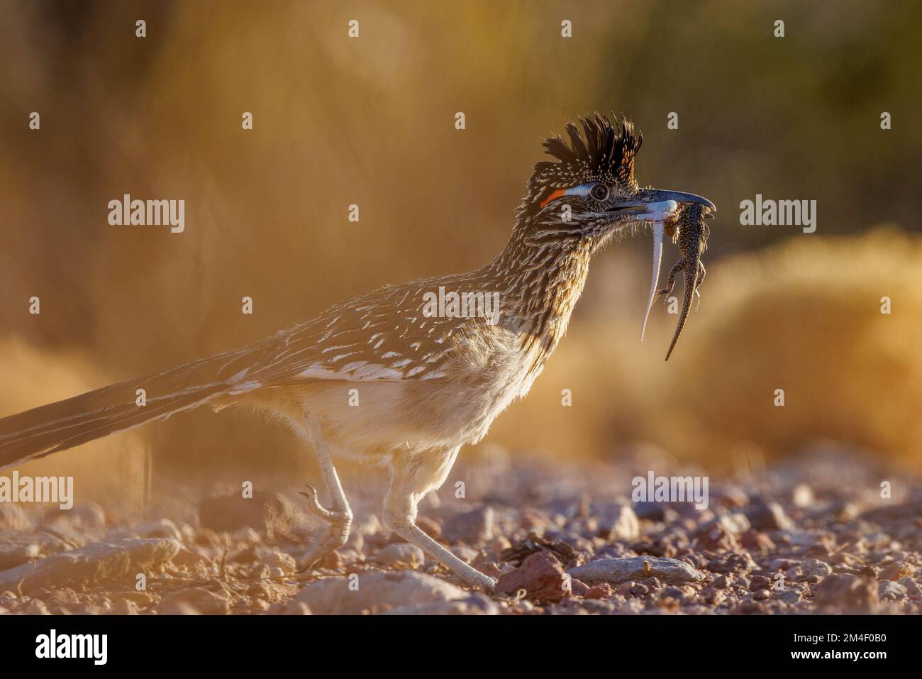 Roadrunner lizard hi-res stock photography and images - Alamy