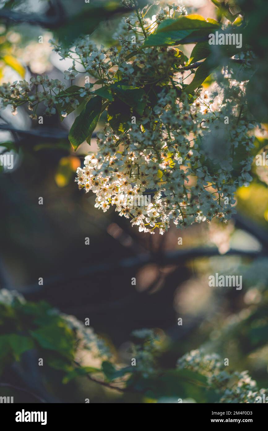 A vertical shot of white cherry blossom against blur background Stock ...
