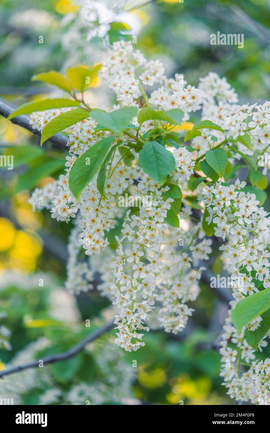 A vertical shot of white cherry blossom against blur background Stock ...