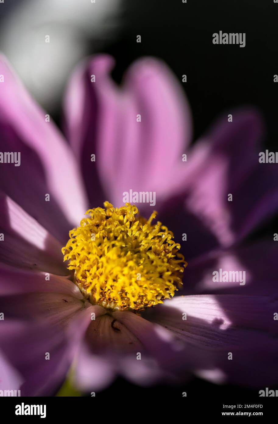 A closeup vertical shot of purple flower in bloom against blur ...