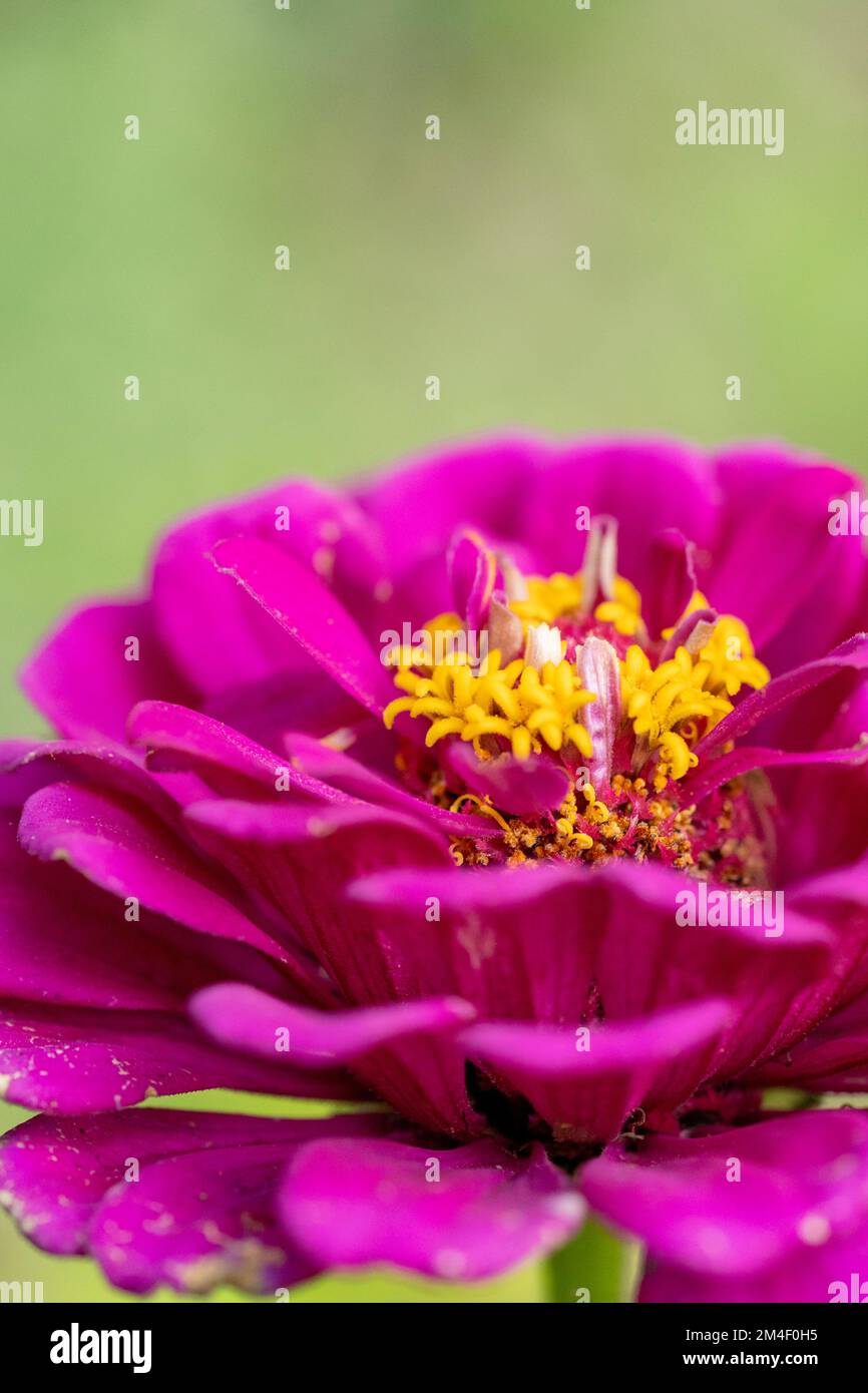 A closeup vertical shot of zinnia flower in bloom against blur ...