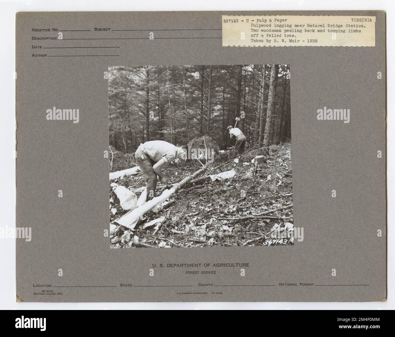 Pulp and Paper Woods - Virginia. Photographs Relating to National ...