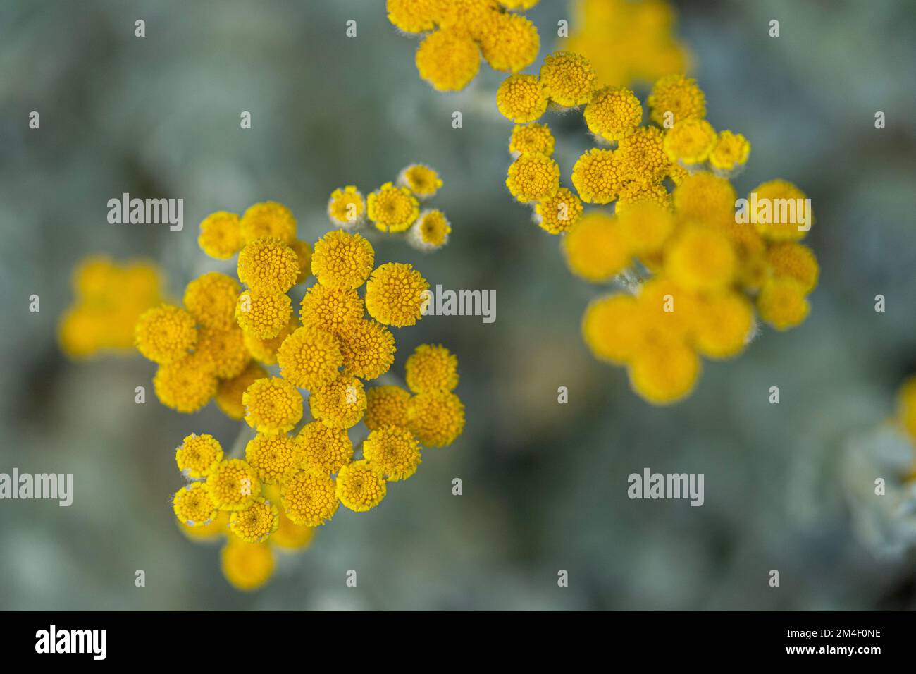 A closeup shot of Tansy plants in bloom against blur background Stock ...