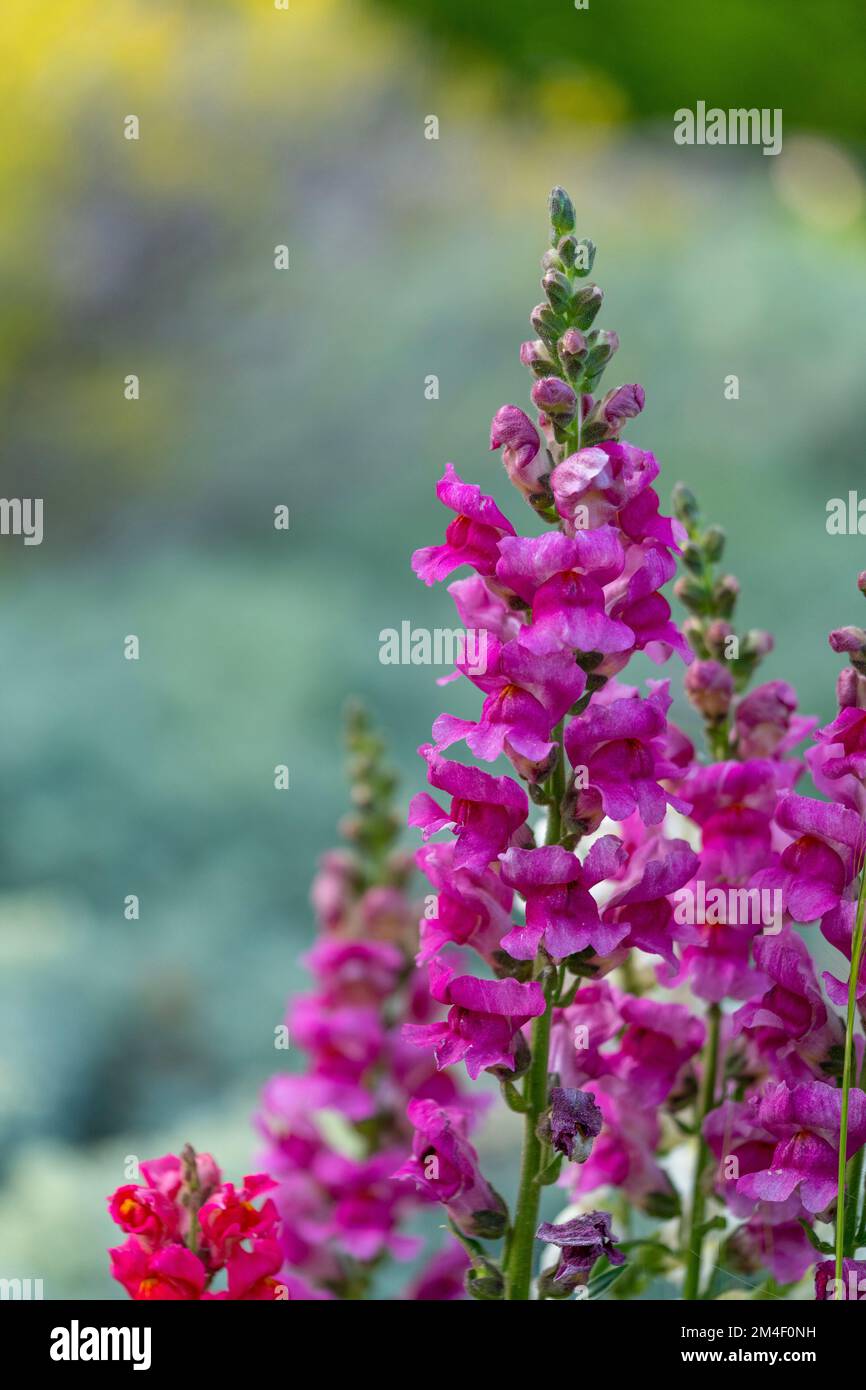 A vertical shot of Snapdragon plants blooming against blur background ...