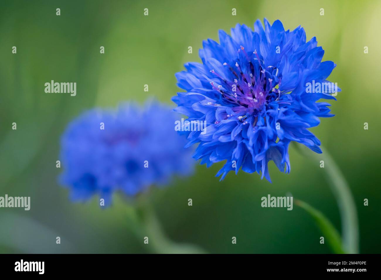 A closeup shot of blue Cornflower in bloom against blur background ...
