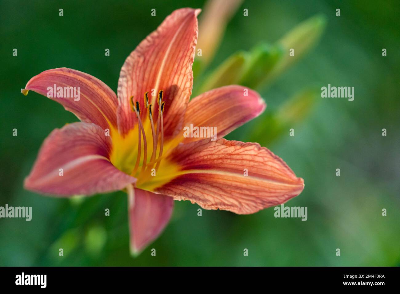 A closeup shot of Daylily flower in bloom against blur background Stock ...