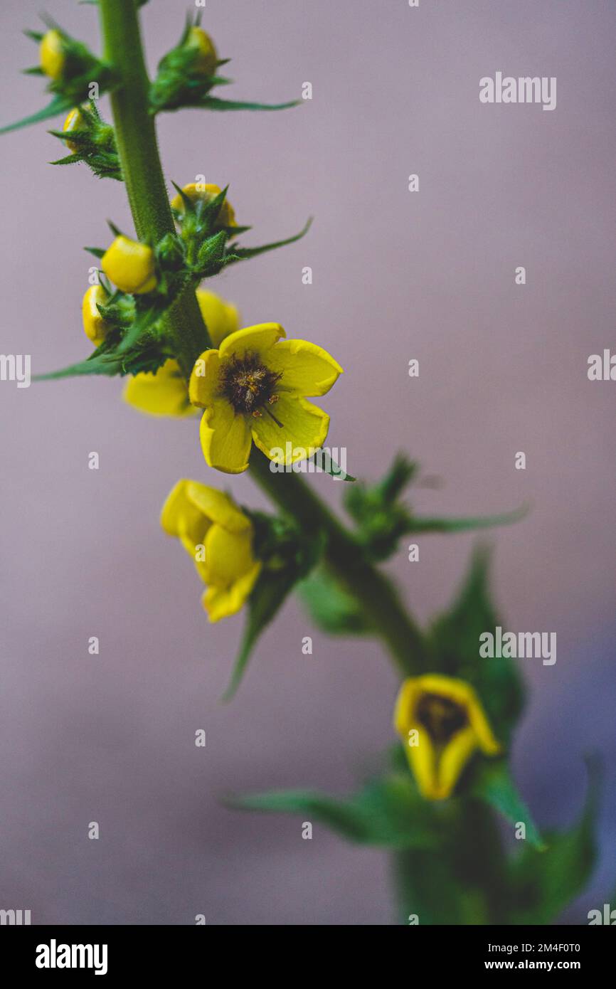 A vertical shot of a branch of yellow flowers in bloom against blur ...
