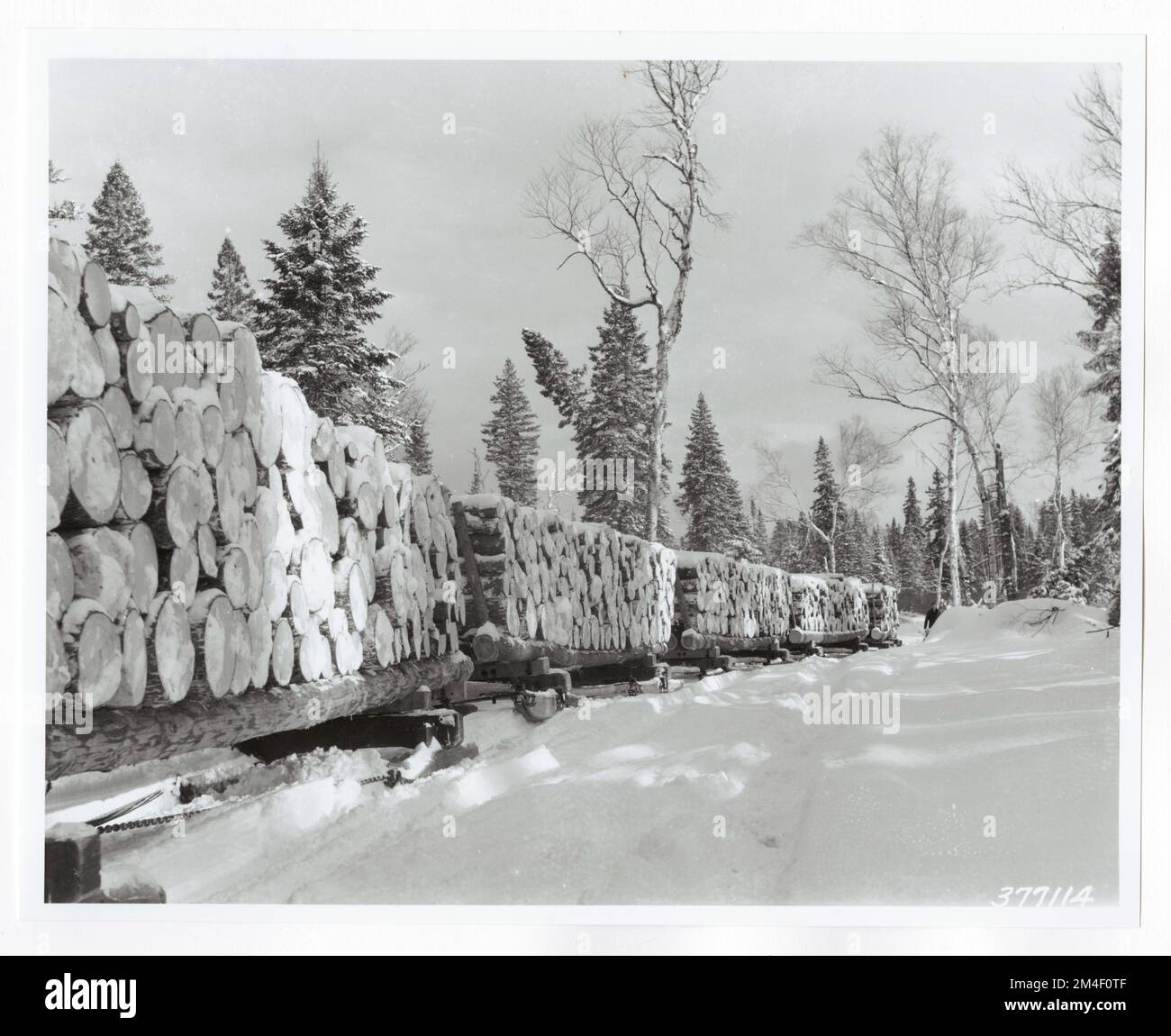 Pulp and Paper Woods - Maine. Photographs Relating to National Forests ...