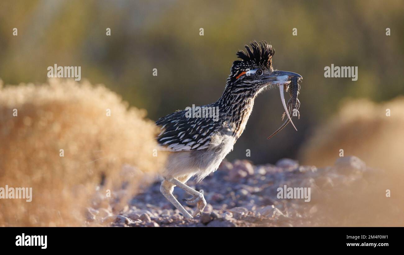 Roadrunner lizard hi-res stock photography and images - Alamy