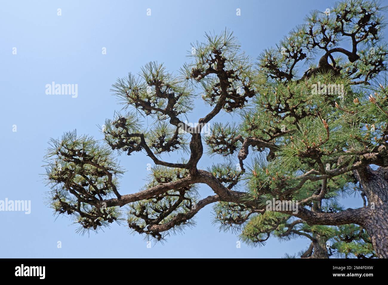 Blue pine tree hi-res stock photography and images - Alamy