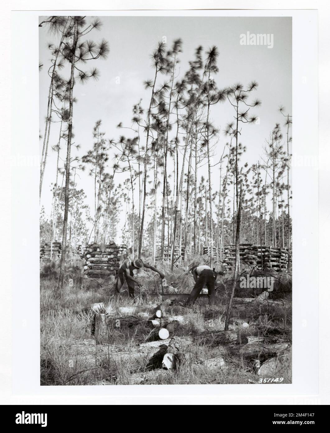 Pulp and Paper Woods - Alabama. Photographs Relating to National ...