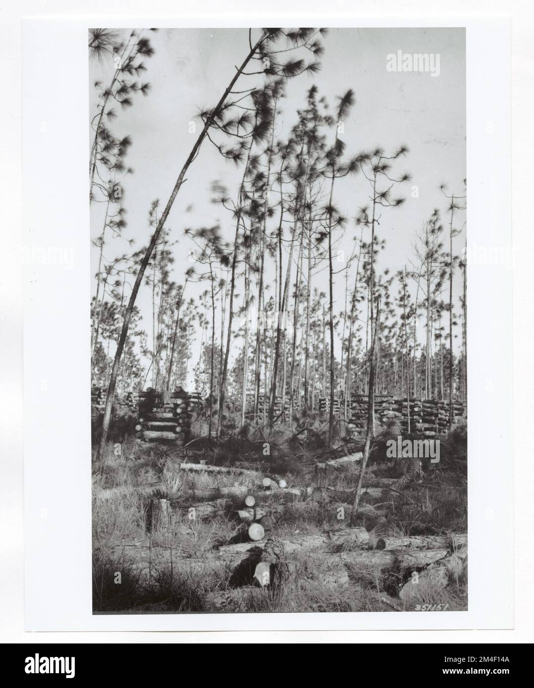 Pulp and Paper Woods - Alabama. Photographs Relating to National ...
