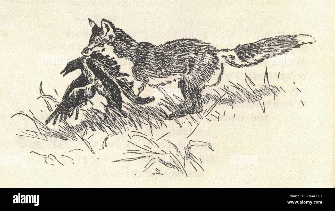 A fox with its bird prey. Old black and white illustration. Vintage ...