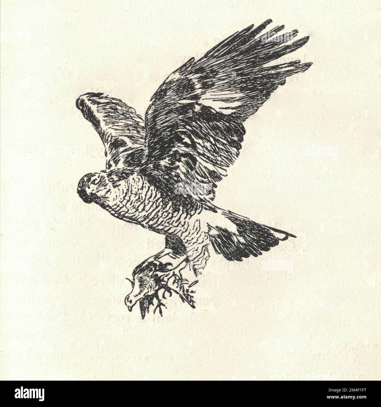 Bird of prey and its prey. Depiction of a prehistoric animal. Old black ...