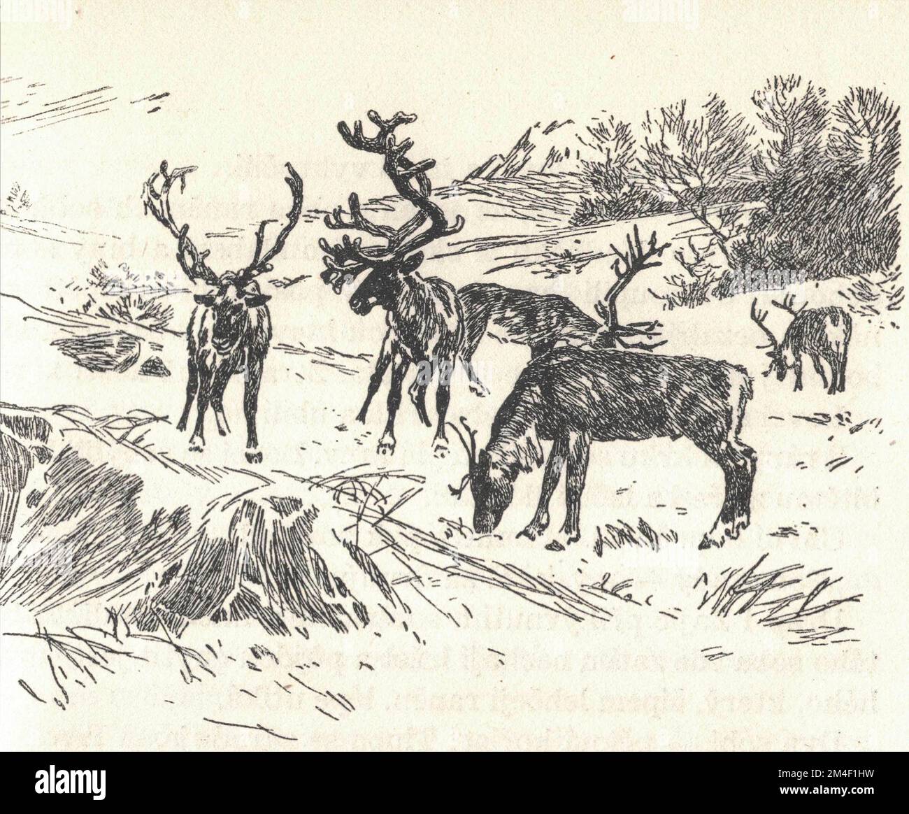 Grazing reindeer. Depiction of a prehistoric animal. Old black and ...