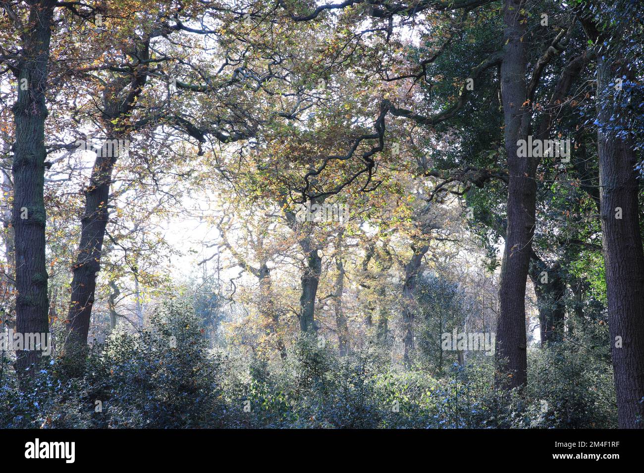 A scenic view of the dense trees with curve branches in the Sutton park ...