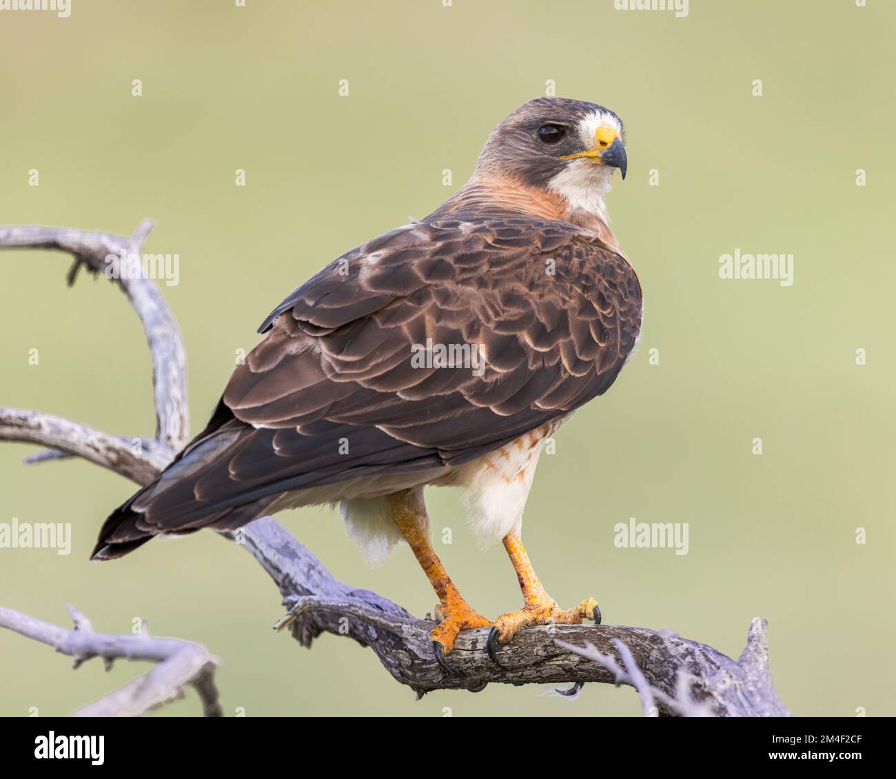 Alert hawk hi-res stock photography and images - Alamy