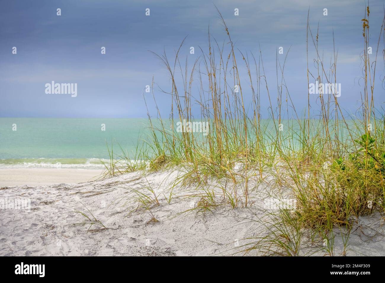 Pure white sand dunes and tall reeds on the beach with blue and ...