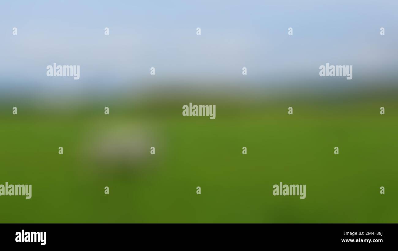 blurred cows in the middle of the rice field Stock Photo - Alamy