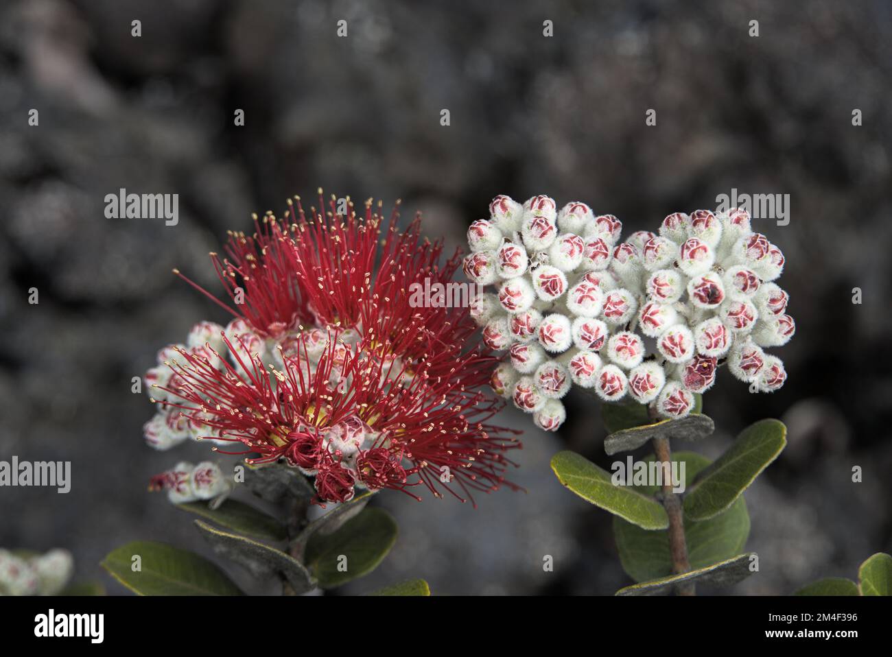 Ohia lehua red flower hi-res stock photography and images - Alamy