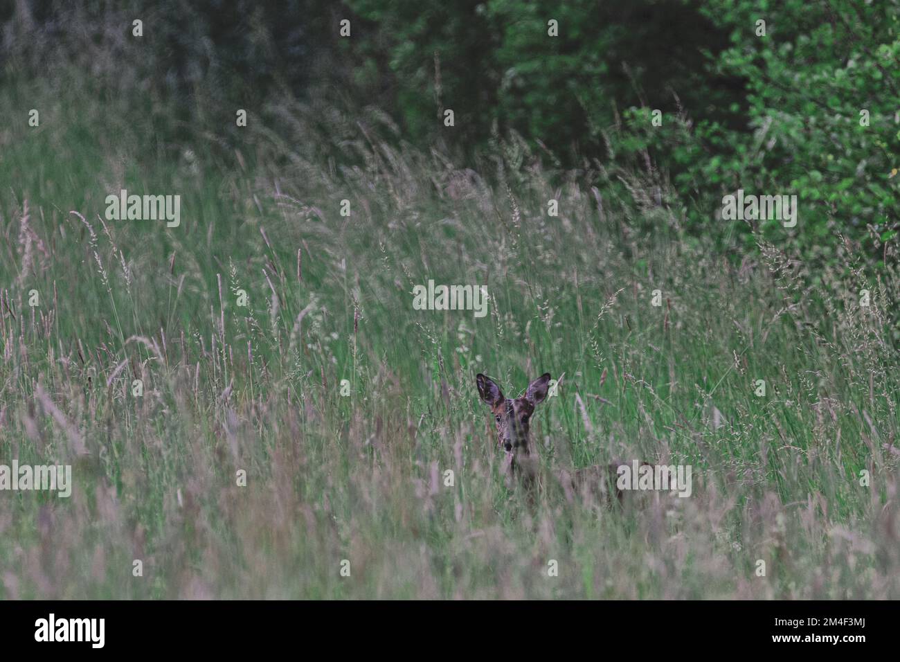 A majestic deer hiding behind grass in an evergreen field in a forest ...