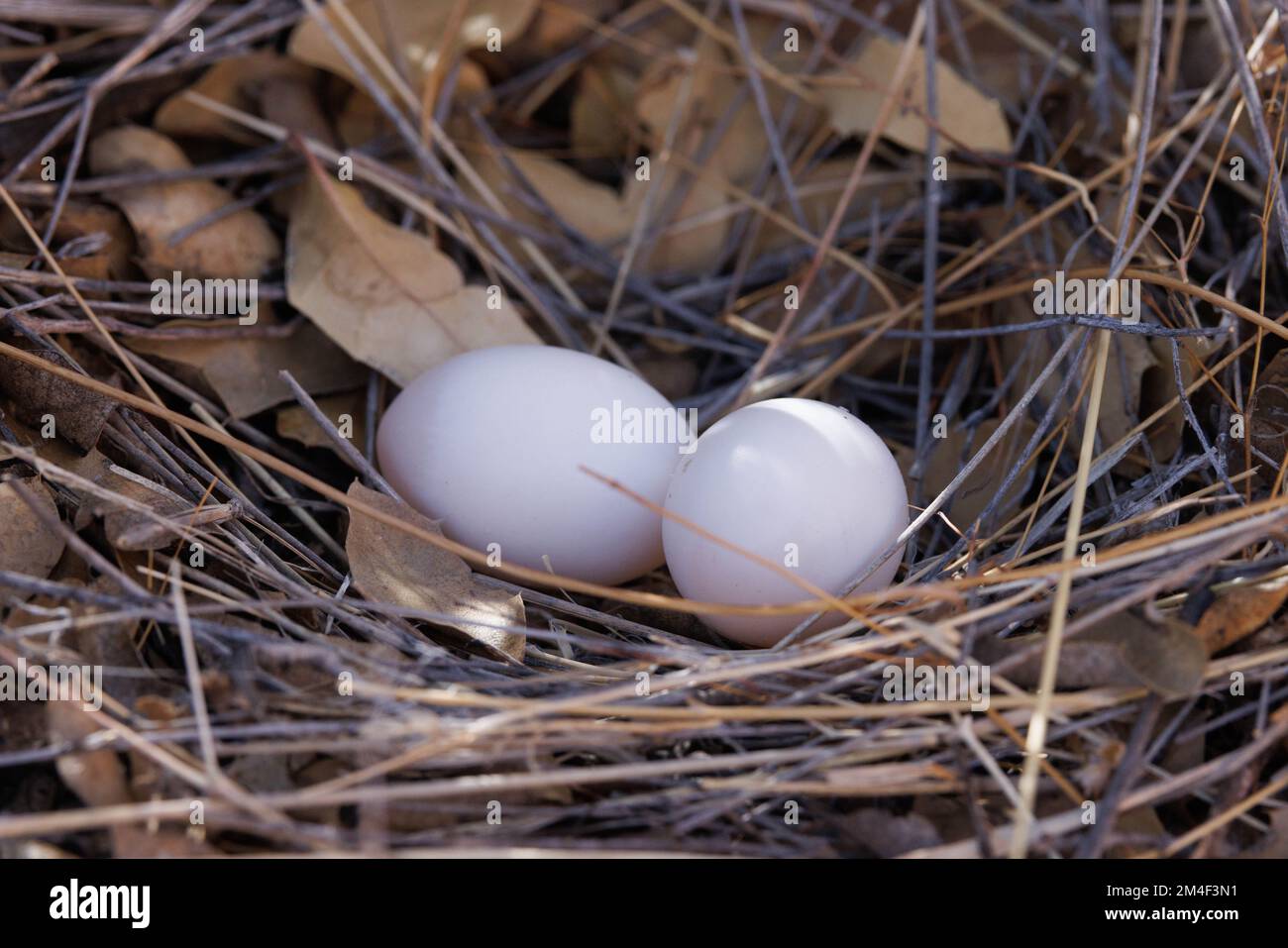 White-winged Dove eggs in a nest, Chupadera Mountains, New Mexico, USA ...