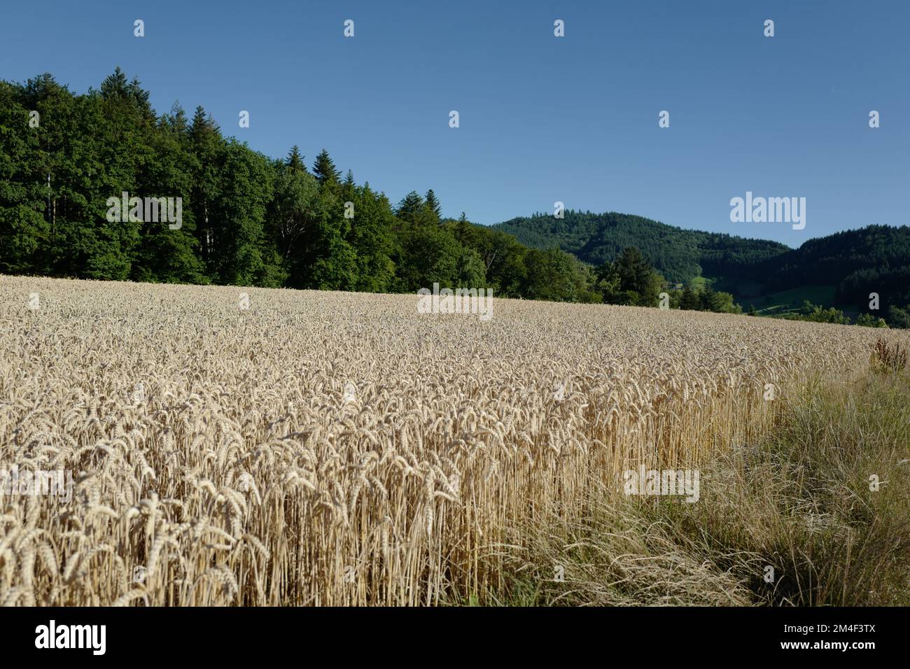 Wheat field at the foothills of the Black Forrest in Germany Stock ...