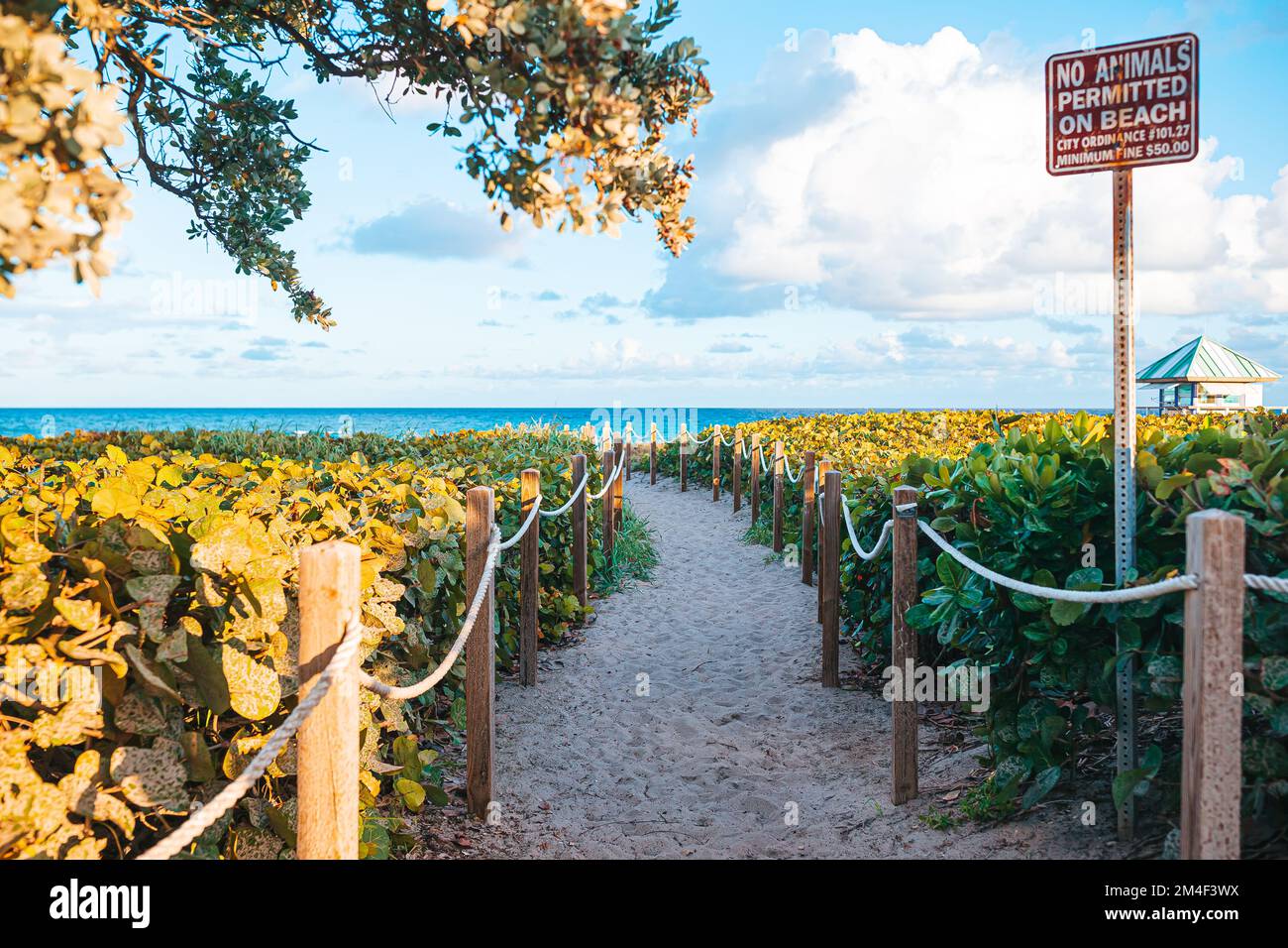 Sand trail to the beach in Florida Stock Photo - Alamy