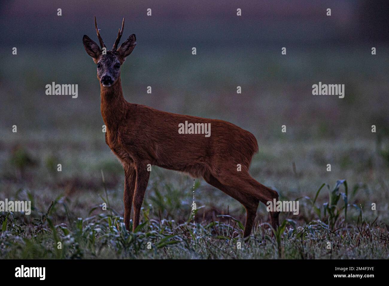 A majestic deer walking in an evergreen field in a forest during ...