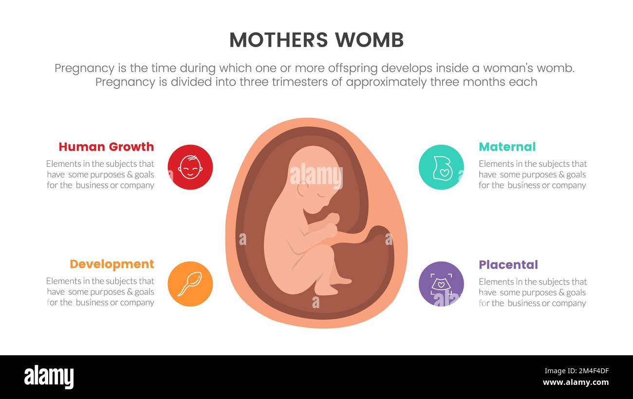 baby in the womb pregnant or pregnancy infographic concept for slide ...
