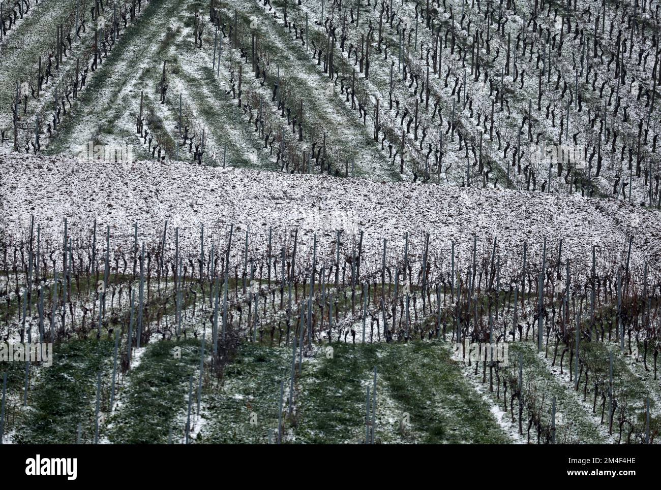 PRODUCTION - 14 December 2022, Bavaria, Thüngersheim: A fallow area in ...