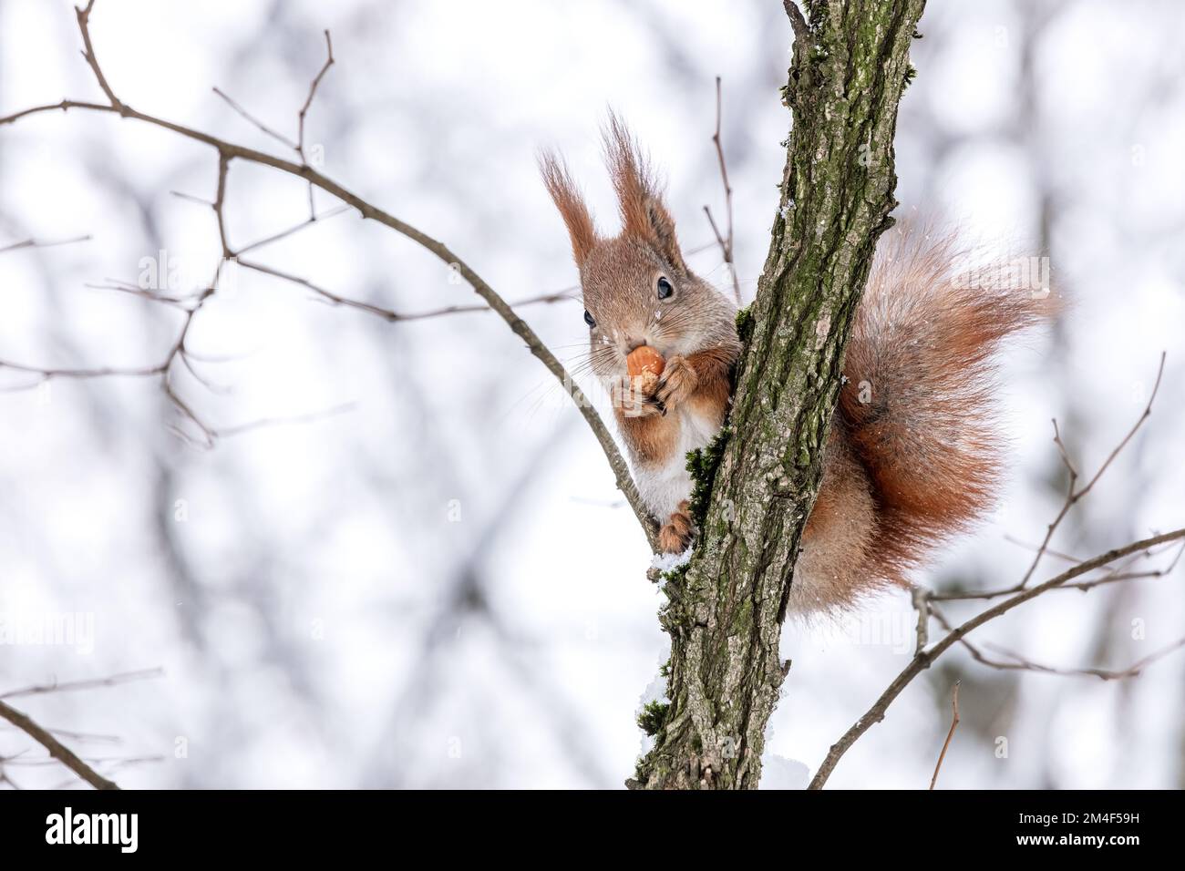 small red squirrel with nut sits on tree in the winter Stock Photo - Alamy