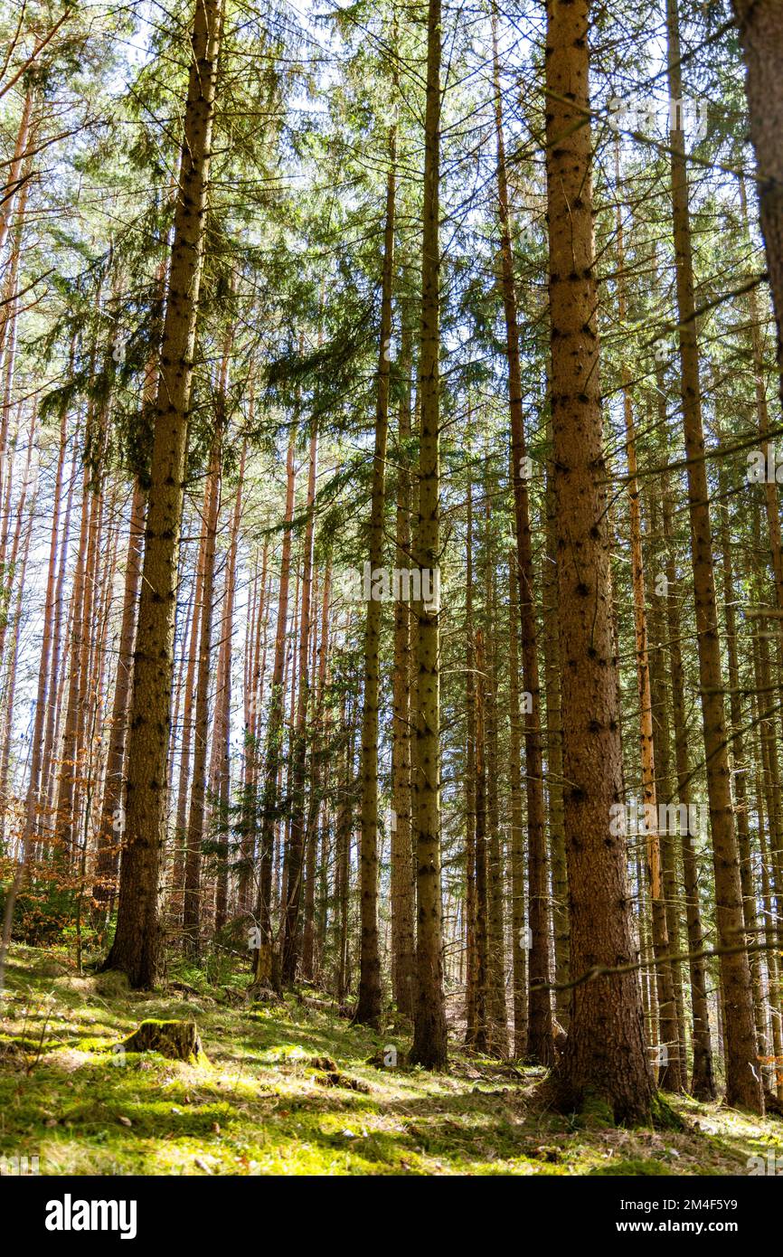 A scenic vertical view of beautiful tall trees in a forest during ...