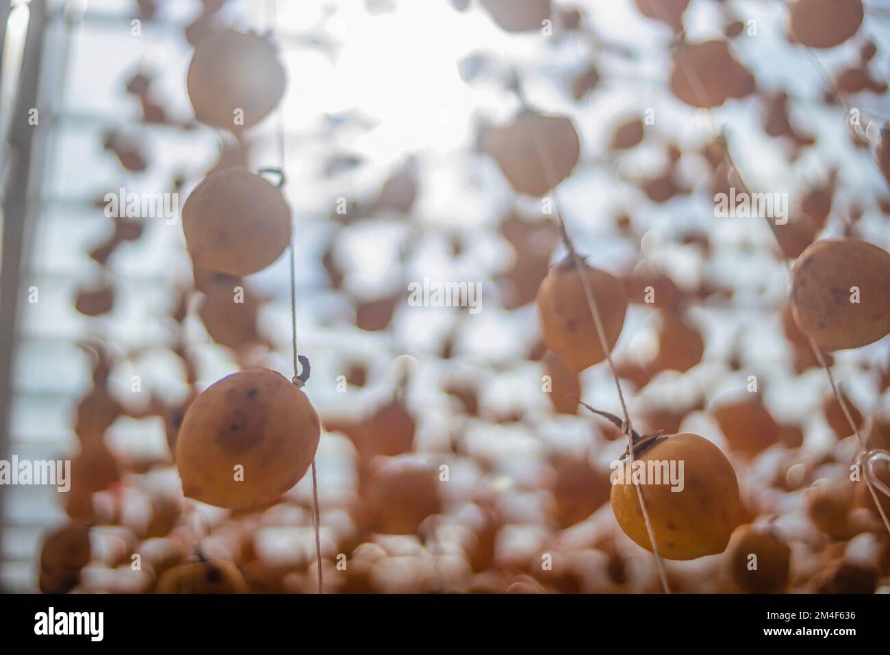 MATURE FRESH YELLOW PERSIMMON FRUIT DRYING ON FARM, DA LAT, CAU DAT ...