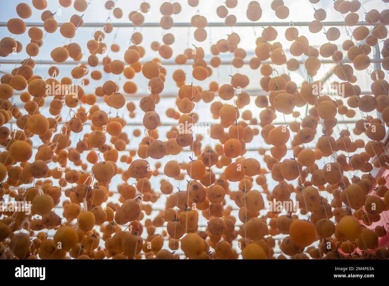 MATURE FRESH YELLOW PERSIMMON FRUIT DRYING ON FARM, DA LAT, CAU DAT ...