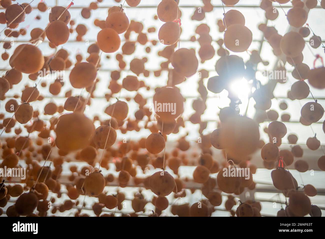 MATURE FRESH YELLOW PERSIMMON FRUIT DRYING ON FARM, DA LAT, CAU DAT ...