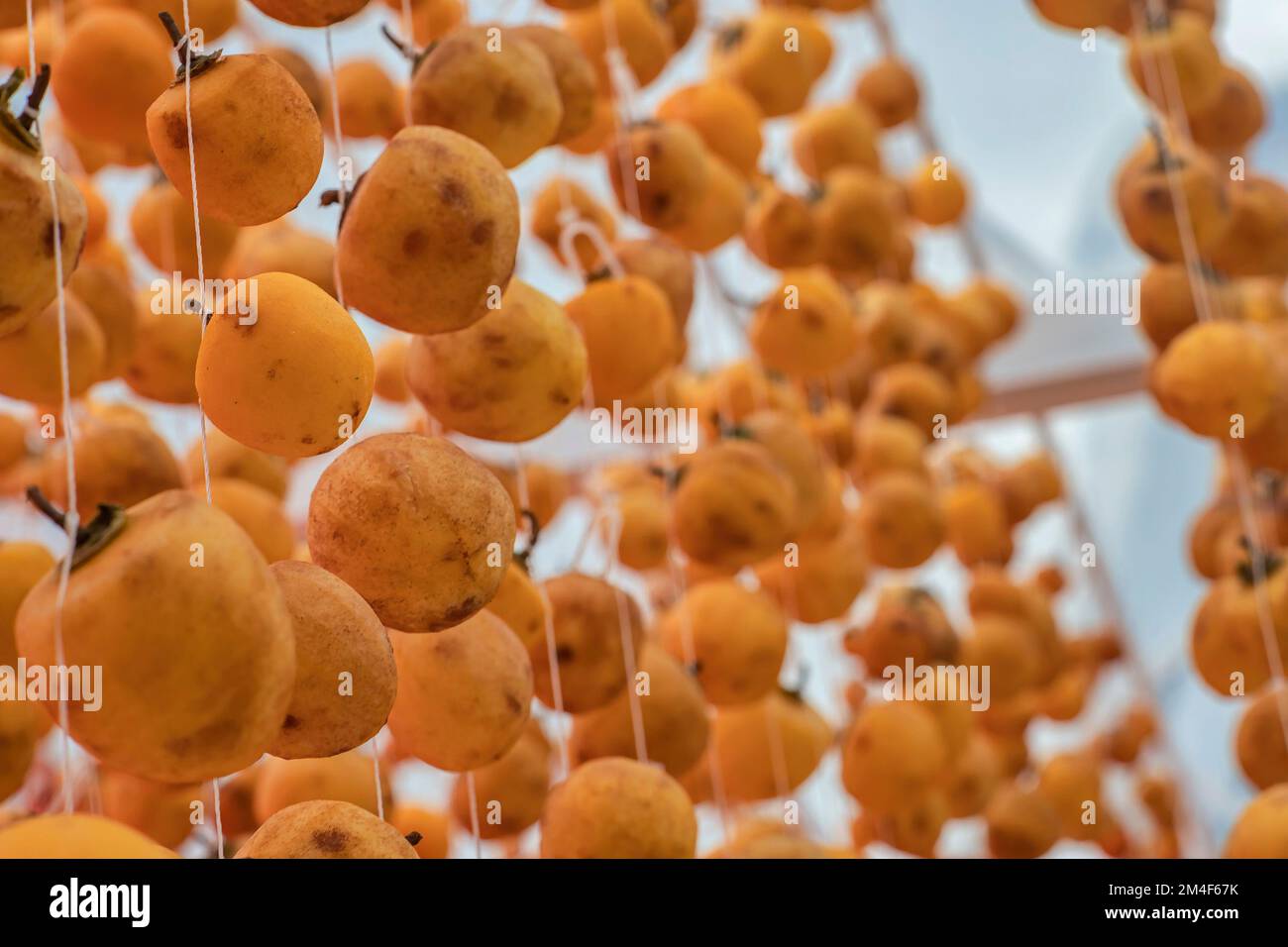 MATURE FRESH YELLOW PERSIMMON FRUIT DRYING ON FARM, DA LAT, CAU DAT ...