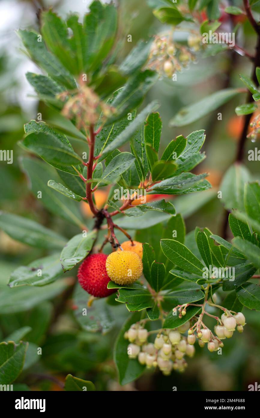 Arbutus unedo hi-res stock photography and images - Alamy