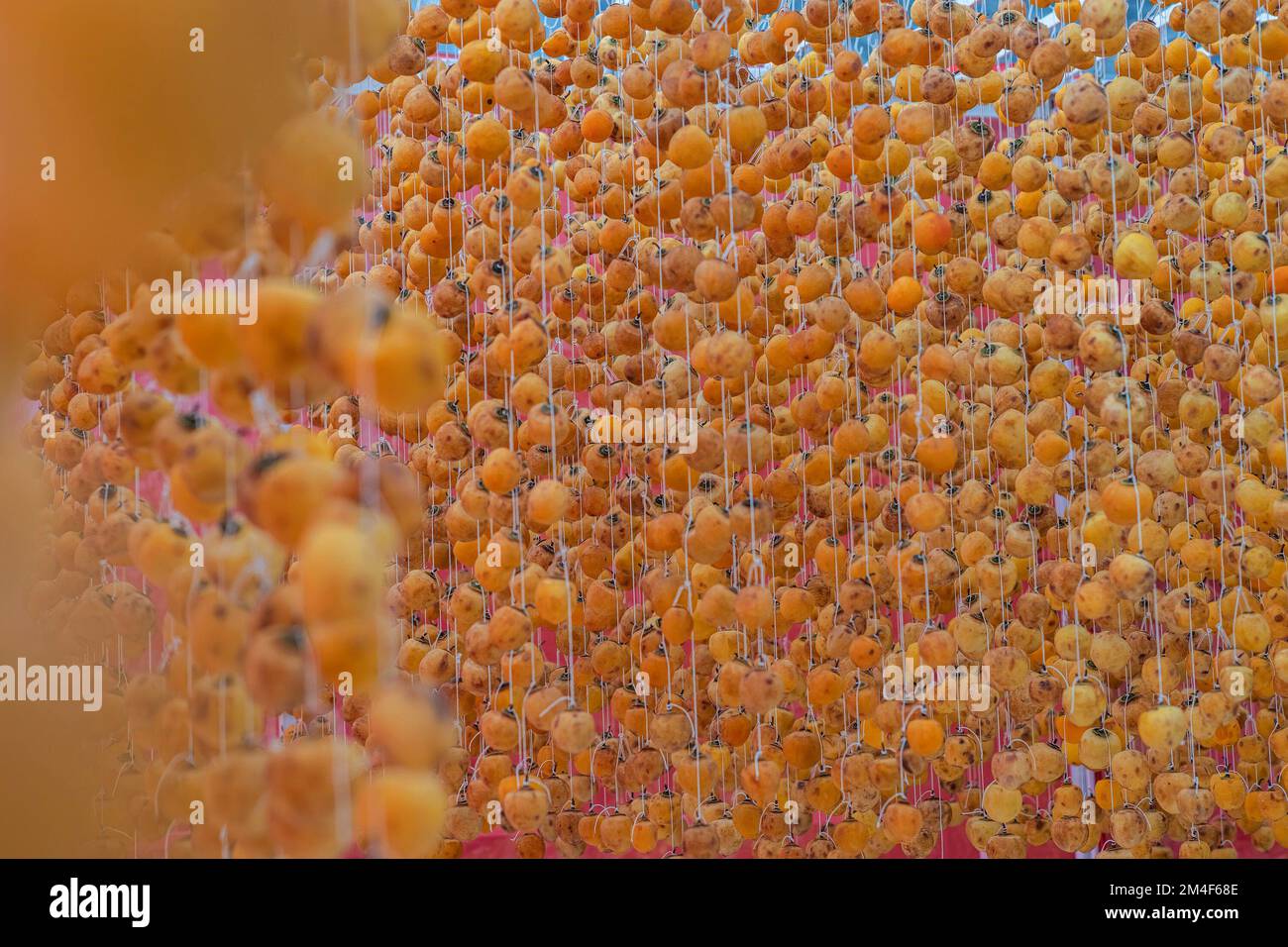 MATURE FRESH YELLOW PERSIMMON FRUIT DRYING ON FARM, DA LAT, CAU DAT ...
