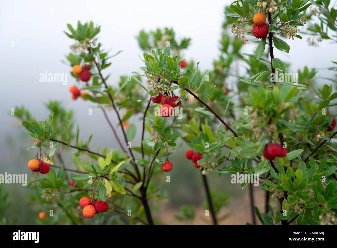 Red berry tree hi-res stock photography and images - Alamy