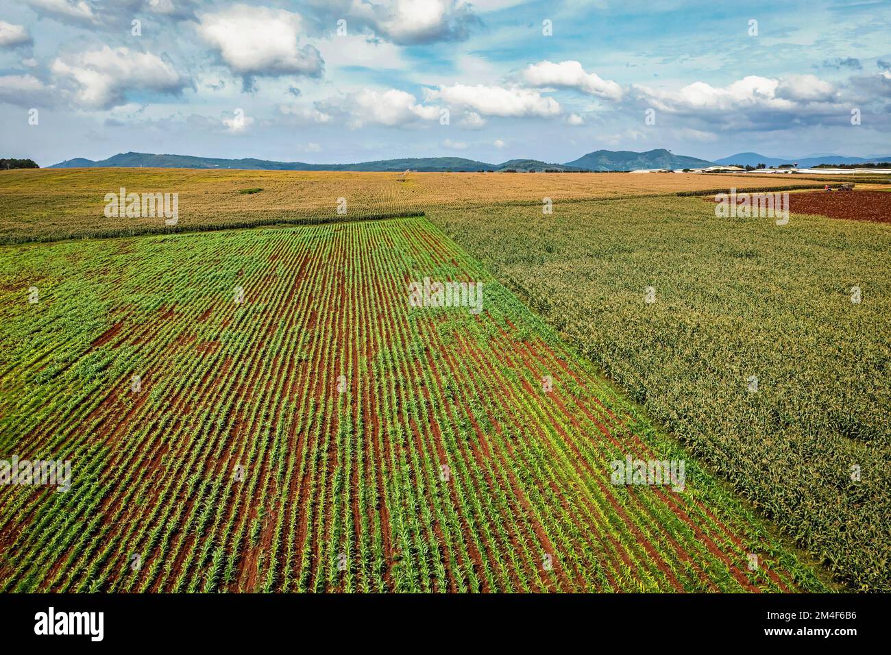 Rural landscape with grass and corn fields as raw materials for dairy ...